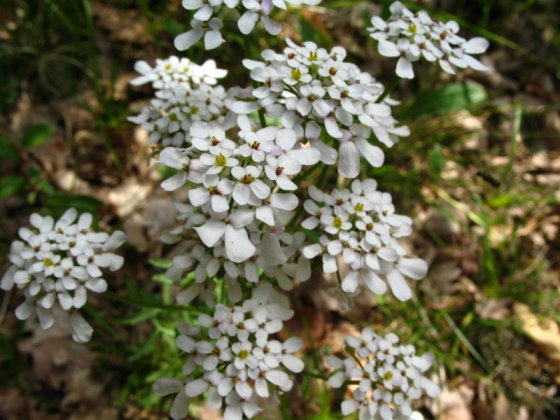 Iberis amara, l'Ibéris amer. - Lot Nature